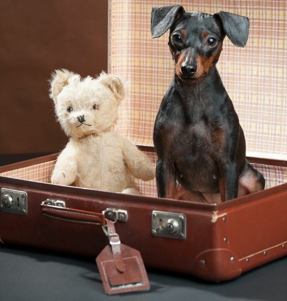 Cleaning Old Stuffed Animals: Expert Tips and Tricks - Teddy Bear Art Cleaning Old Stuffed Animals: Expert Tips and Tricks - Teddy Bear Art